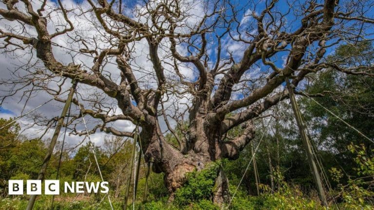 Major Oak, Iconic Tree Linked to Robin Hood, Declared Dead - Oz Arab Media